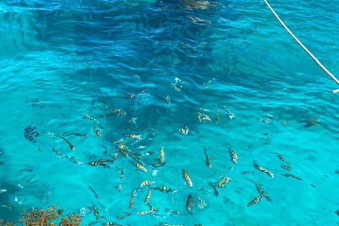 Catalina Island Tour Snorkel Beach Dominican Lunch - An In-Depth Look at the Catalina Island Tour Experience