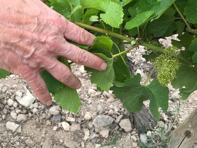 Catalonia: Unique, bespoke wine cellar visits - Final Thoughts