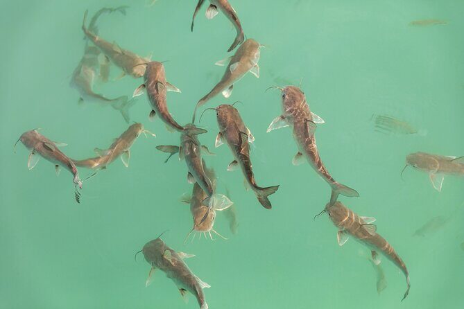 Catamaran Adventure: Sailing and Swimming in the Bacalar Lagoon - Why Choose This Tour?