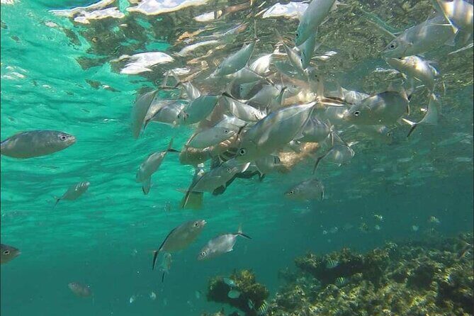 Catamaran and Snorkeling Party with Drink Included in Punta Cana - Who Will Love This Tour?