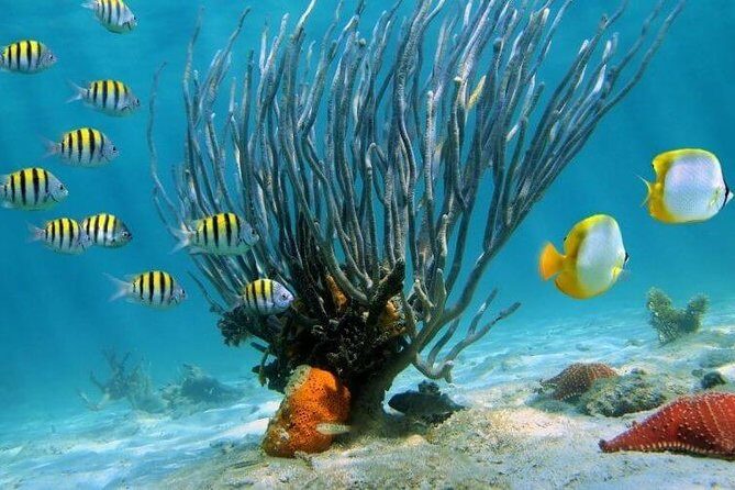 Catamaran Catalina Island Day Trip with Lunch - The Sum Up