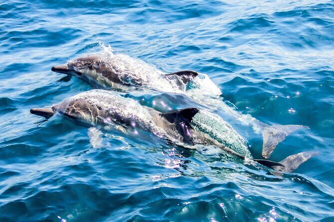Catamaran Cruise to Dia Island with Meal and Water Activities - Practical Tips for Travelers