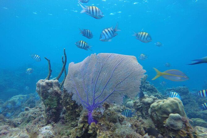 Catamaran Party Cruise To Dunns River Falls - Who Is This Tour Best For?