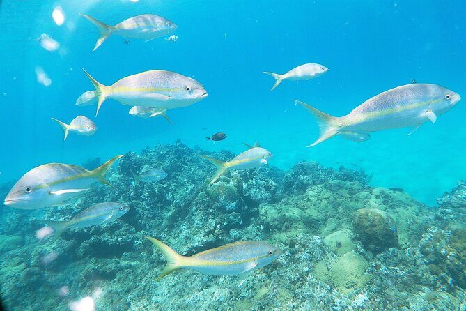 Catamaran Party Cruise with Snorkeling & BBQ - FAQs