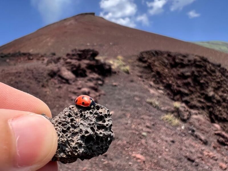 Catania: Etna Morning Excursion with Tasting and Pickup - Who Should Book This Tour?