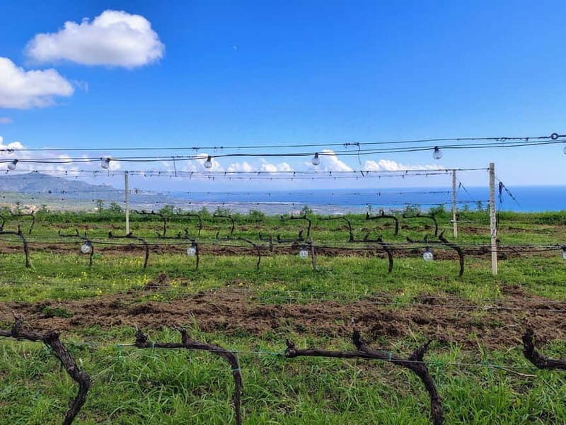 Catania: Etna South Wine & Sicilian Delights Tour - The Sum Up