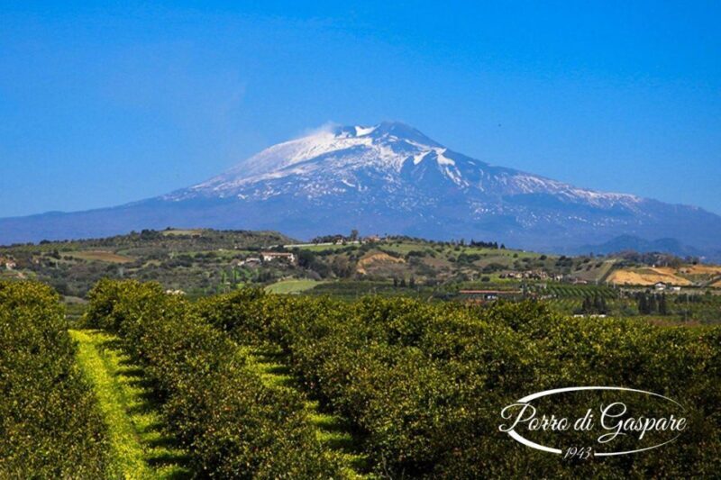 Catania: Pozzo di Gaspare Farm Guided Tour with Tastings - What to Expect from the Experience