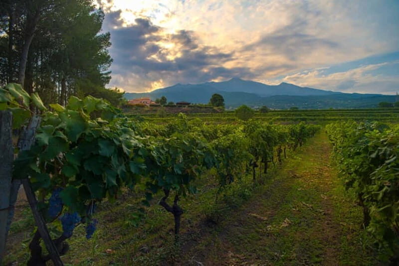 Catania : Wine and Lunch Tour - Key Points