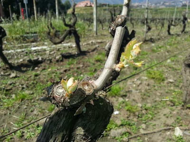 Catania : Wine and Lunch Tour - The Sum Up: Who Will Love This Tour?