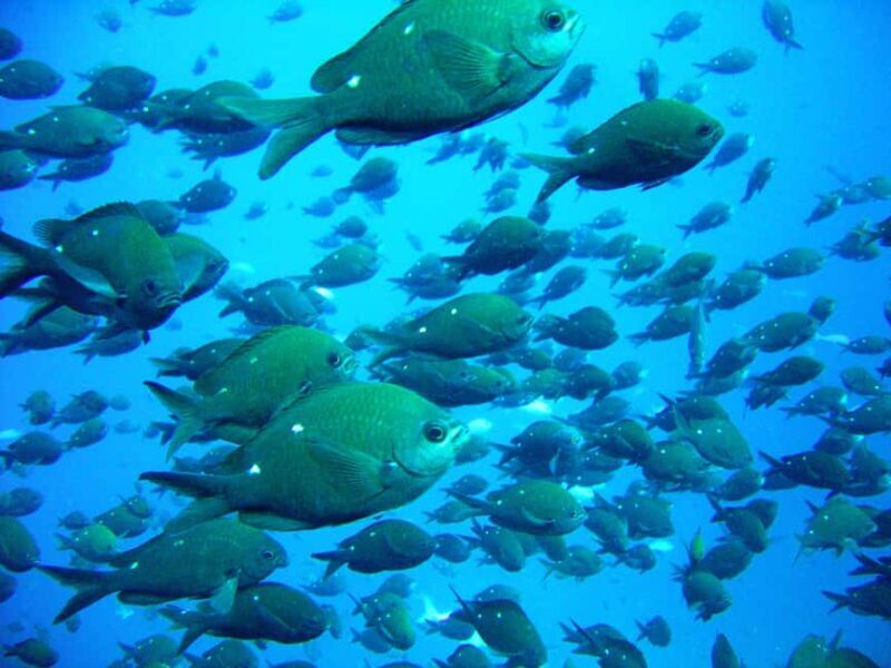 Cathedral Cove Marine Reserve: Snorkeling Boat Trip - Key Points
