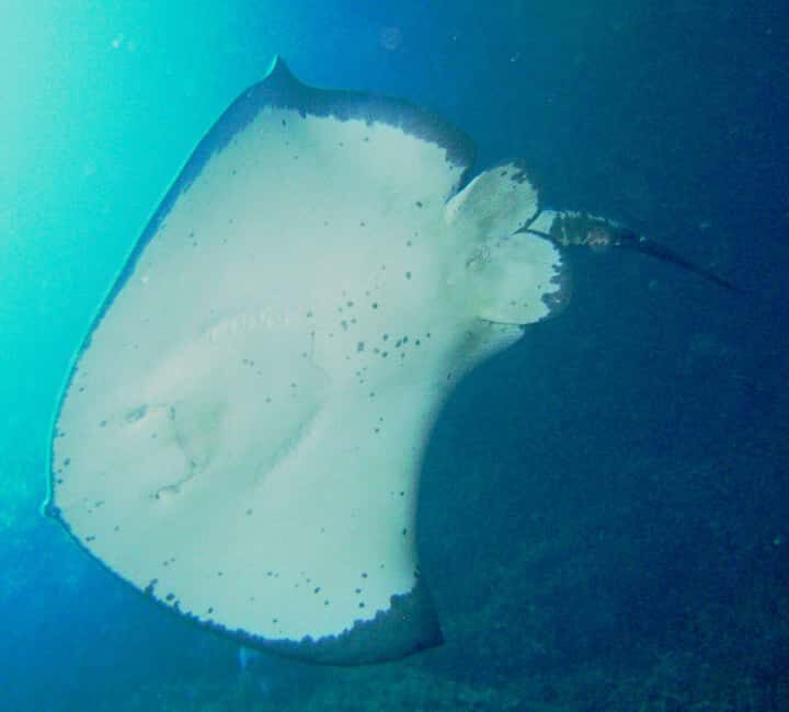 Cathedral Cove Marine Reserve: Snorkeling Boat Trip - A Practical Overview of the Snorkeling Boat Trip at Cathedral Cove