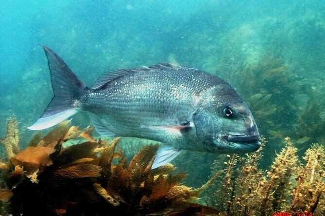 Cathedral Cove Marine Reserve - Specialised Boat Snorkeling - What Makes This Tour a Great Choice?
