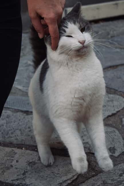 Cats of Athens - Walking Tour - The Experience in Detail: Walking Through Thissio