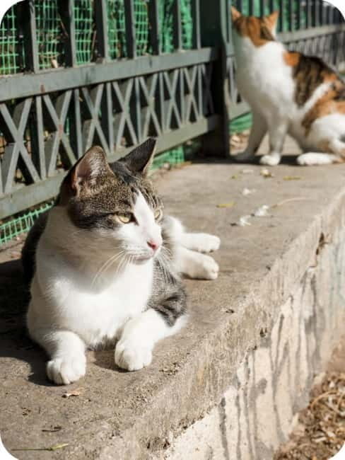Cats of Athens - Walking Tour - Value and Practicality