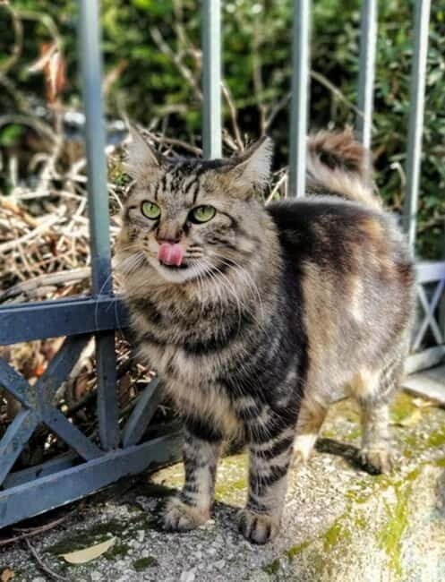 Cats of Athens - Walking Tour - The Sum Up