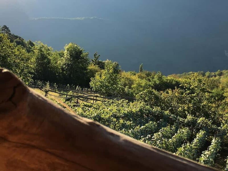 Caucasus: Wine Cellars Tour in Microzones of Racha-Lechkhumi - An In-Depth Look at the Racha-Lechkhumi Wine Cellars Tour