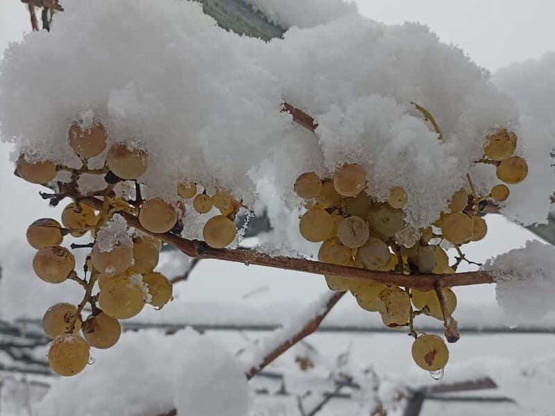 Caucasus: Wine Cellars Tour in Microzones of Racha-Lechkhumi - Final Thoughts