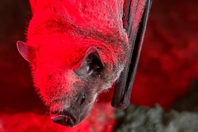 Cave, Bats and Boas Night Tour - Puerto Rico - A Deep Dive into the Cave, Bats, and Boas Night Tour in Puerto Rico