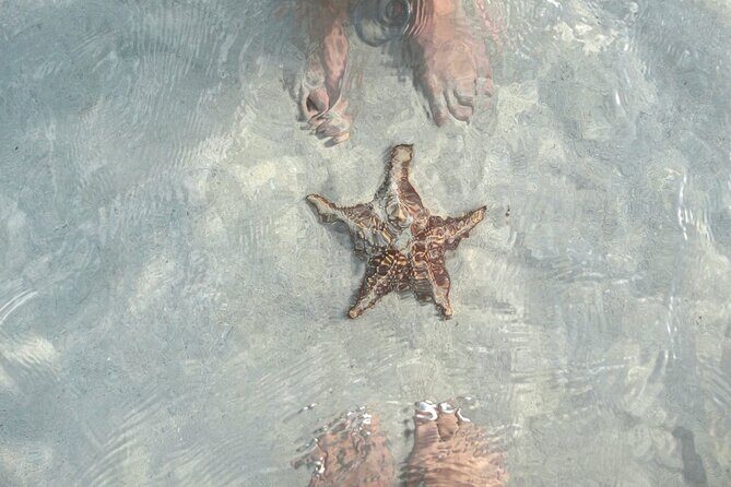 Cayman 3 in 1 Adventure Reef Snorkeling, Starfish and Stingrays - Who Should Consider This Tour?