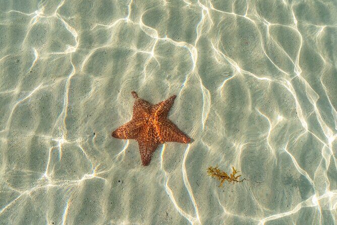 Cayman Adventure Stingrays Starfish plus Crystal Caves - Why This Tour Works So Well