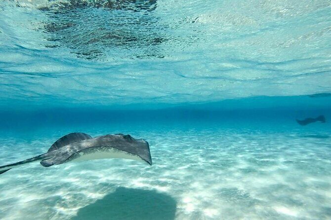 Cayman Ultimate Tour: Stingray City, Snorkeling & Beach Lunch - FAQ