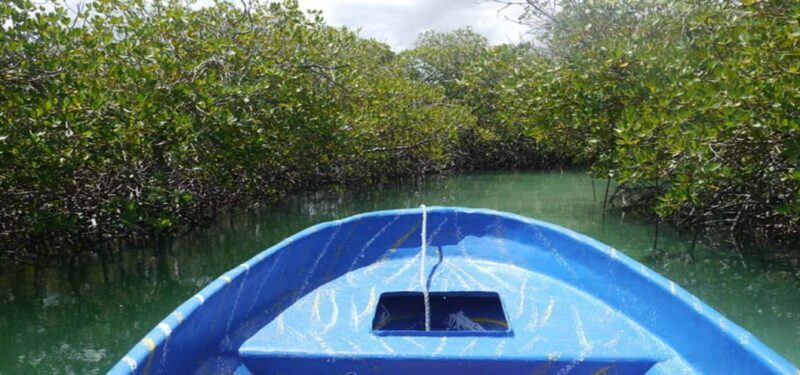 Cayo Arena & Mangroves Tour with Snorkeling & Food - Authentic Experiences and What Travelers Say