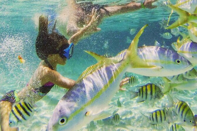 Cayo Arena: Paradise Island and Mangroves Tour Lunch - What the Reviews Say