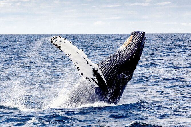 Cayo Levantado, Isla Bacardí and Whale Watching in Samaná - The Detailed Breakdown of the Tour