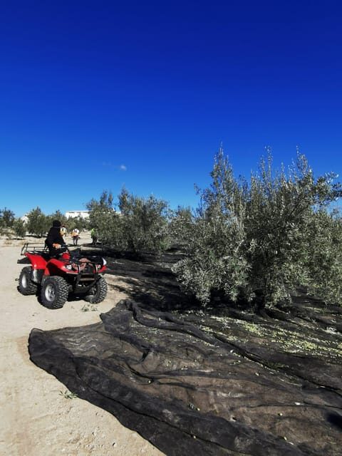 Cazorla: Oleotour - Olive Oil Culture Initiation - FAQ