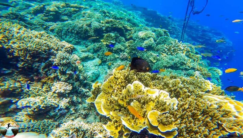 Cebu: 2 Day Island Hopping - Mactan, Moalboal & Kawasan Tour - Exploring the Itinerary in Detail