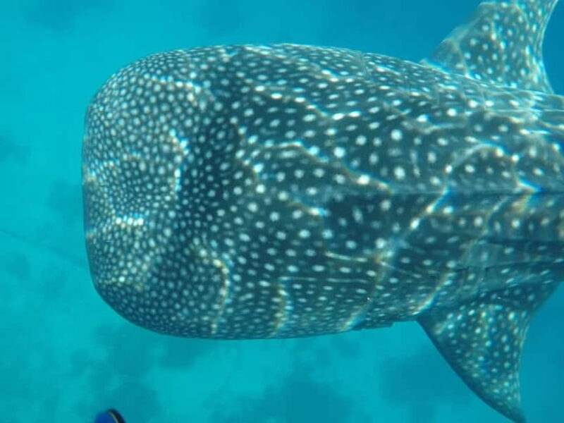 Cebu: 2-Day Private Tour Moalboal and Oslob - Getting Started: Pickup and Day One