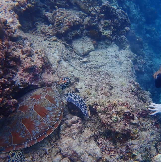 Cebu: 2-Day Private Tour Moalboal and Oslob - Day Two: Whale Sharks and Optional Extras