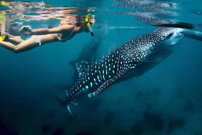 Cebu 2 Days Highlights Tour - Frequently Asked Questions