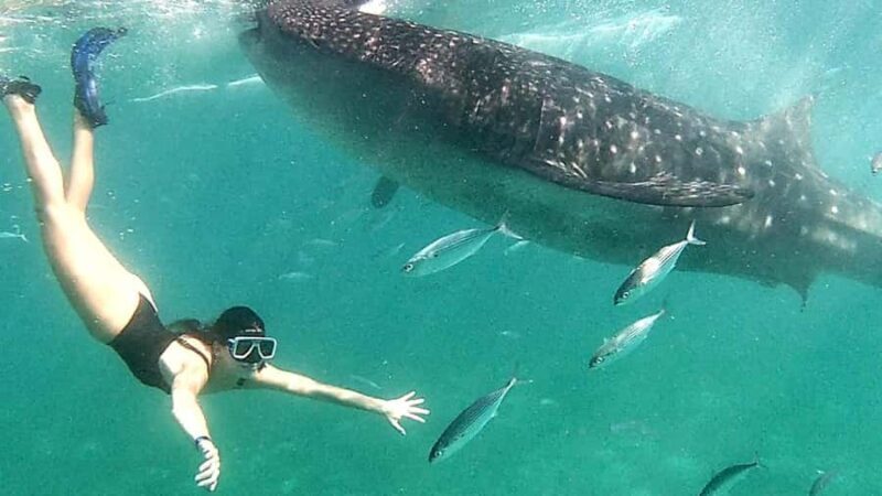 Cebu: 3D2N Best of South Cebu Experience - Key Points