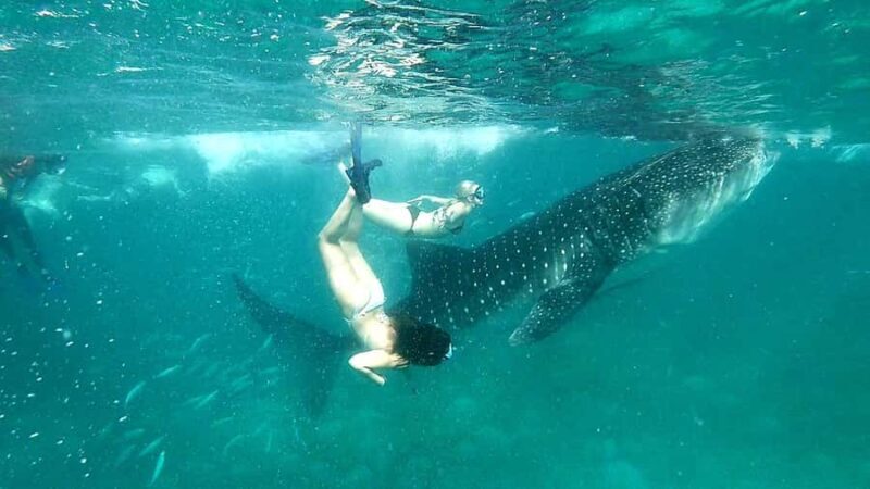 Cebu: 3D2N Best of South Cebu Experience - Day 2: Whale Sharks and Tumalog Falls