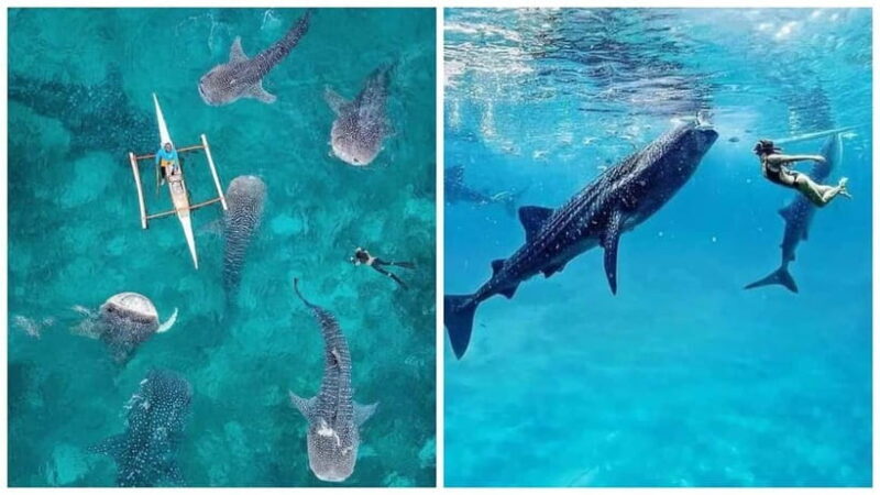 Cebu: 4 Days and 3 Nights Cebu Tour Package - Authentic Experiences and Traveler Feedback