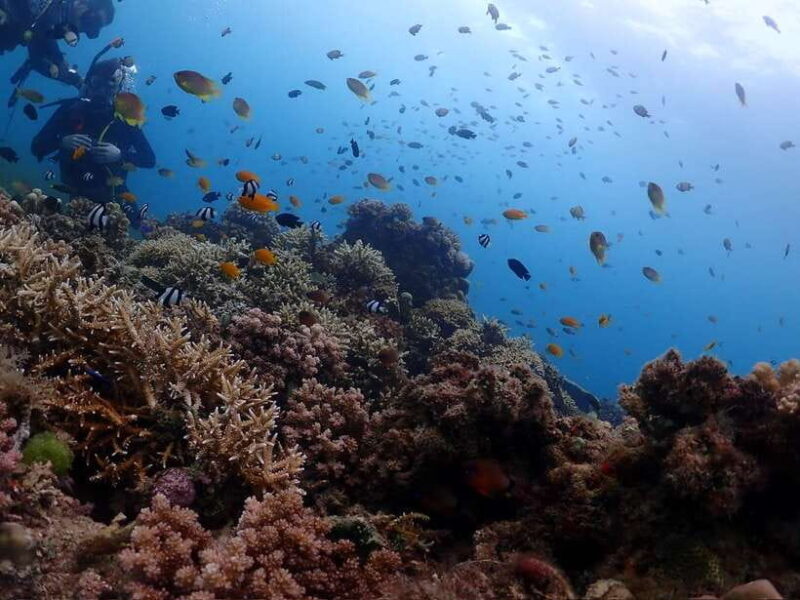 Cebu: Beach Scuba Diving Experience - The Authentic Underwater Experience