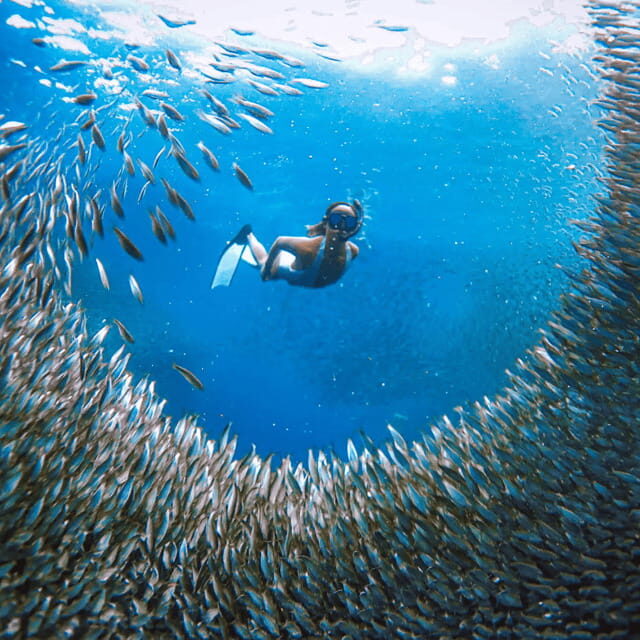 Cebu BEST: Sumilon, Whaleshark and Turtle Snorkeling Tour - A Detailed Look at the Tour Experience