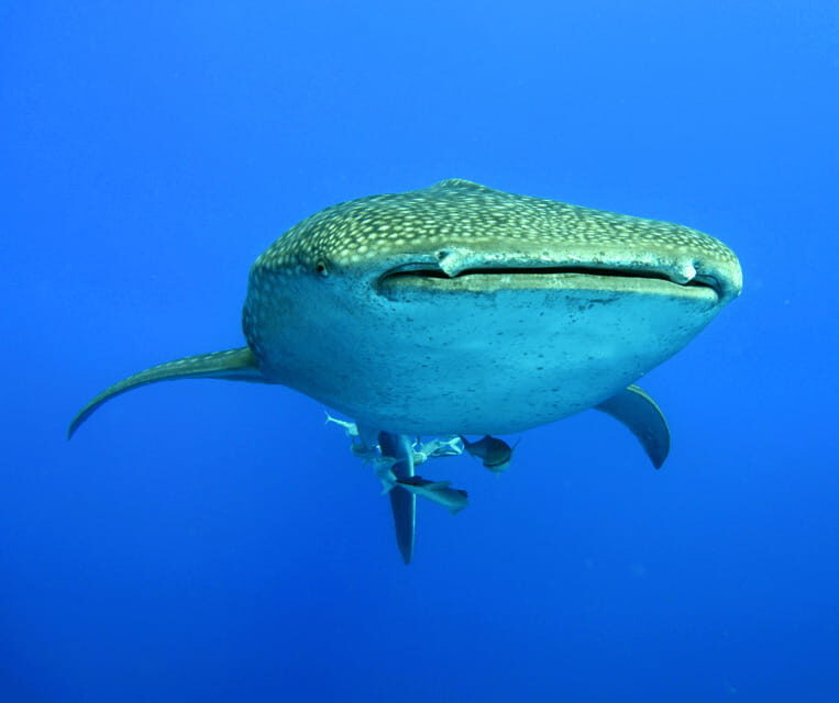 Cebu BEST: Sumilon, Whaleshark and Turtle Snorkeling Tour - FAQ