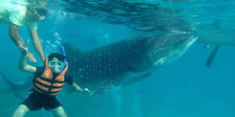 Cebu: Boat Day Trip with Whale Shark Swimming and Lunch - The Authentic Experience and Honest Insights