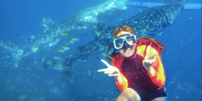 Cebu: Boat Day Trip with Whale Shark Swimming and Lunch - Frequently Asked Questions