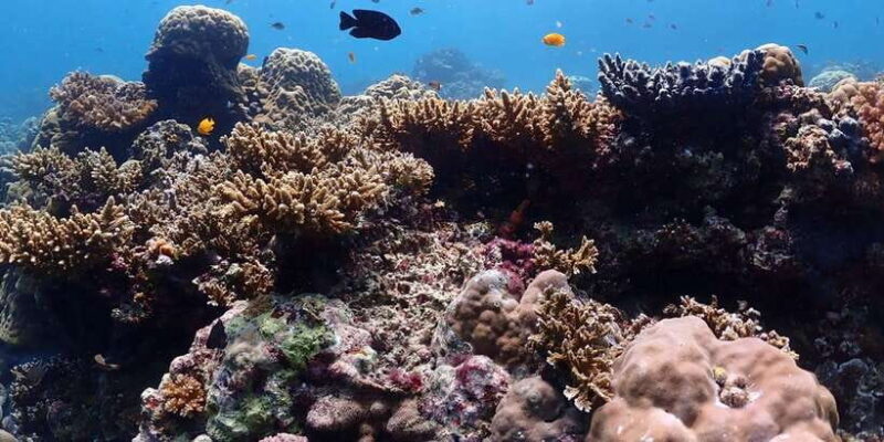 Cebu: boat diving two dive tour in Olango island - The Sum Up