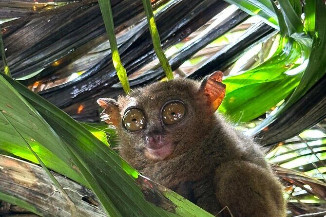 Cebu-Bohol Private Day Tour with Chocolate Hills + Ferry Tickets - Key Points