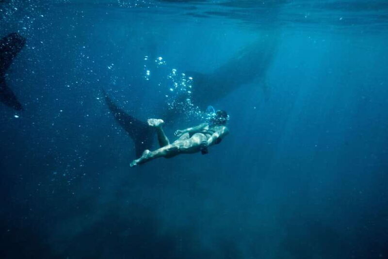 Cebu City: Whale Shark Swimming & Kawasan Falls Canyoneering - Key Points