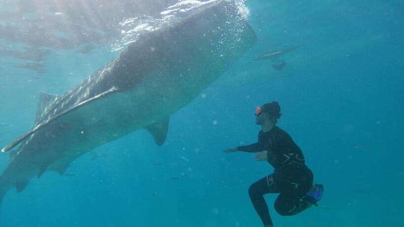 Cebu Group Tour: Whaleshark Watching & Kawasan Canyoneering - Practical Tips for Travelers