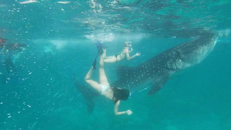 Cebu Group Tour: Whaleshark Watching & Kawasan Canyoneering - Final Thoughts
