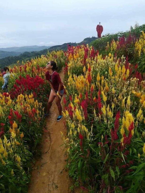 Cebu Highlands: Half-Day Escape with Optional Lunch - FAQ