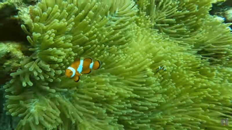 Cebu: Island Hopping Pescador,Sardine Run andTurtle Paradise - Exploring Cebu’s Underwater Wonderland