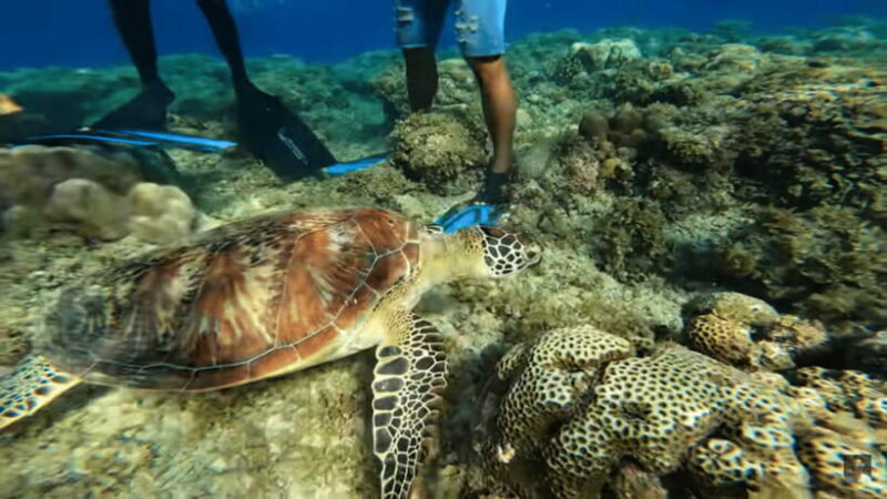 Cebu: Island Hopping Pescador,Sardine Run andTurtle Paradise - Value and Practical Considerations