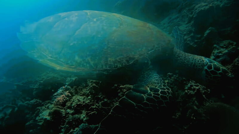 Cebu: Island Hopping Pescador,Sardine Run andTurtle Paradise - Authentic Experiences and Traveler Perspectives